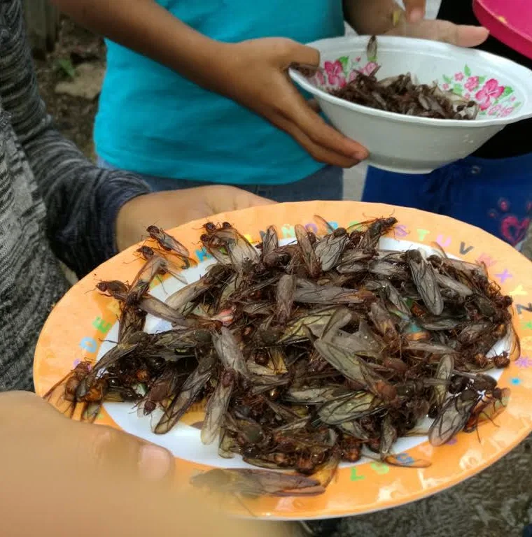 Zompopos de Mayo: Por qué son parte de la gastronomía de Guatemala