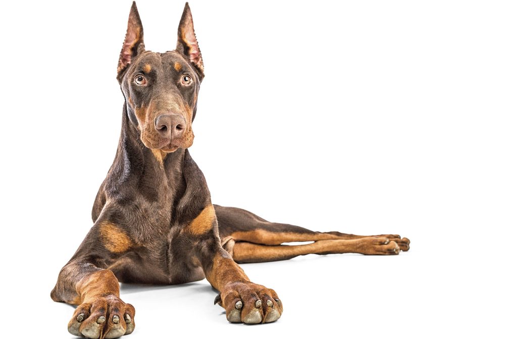 Características y cuidados de un macho alfa