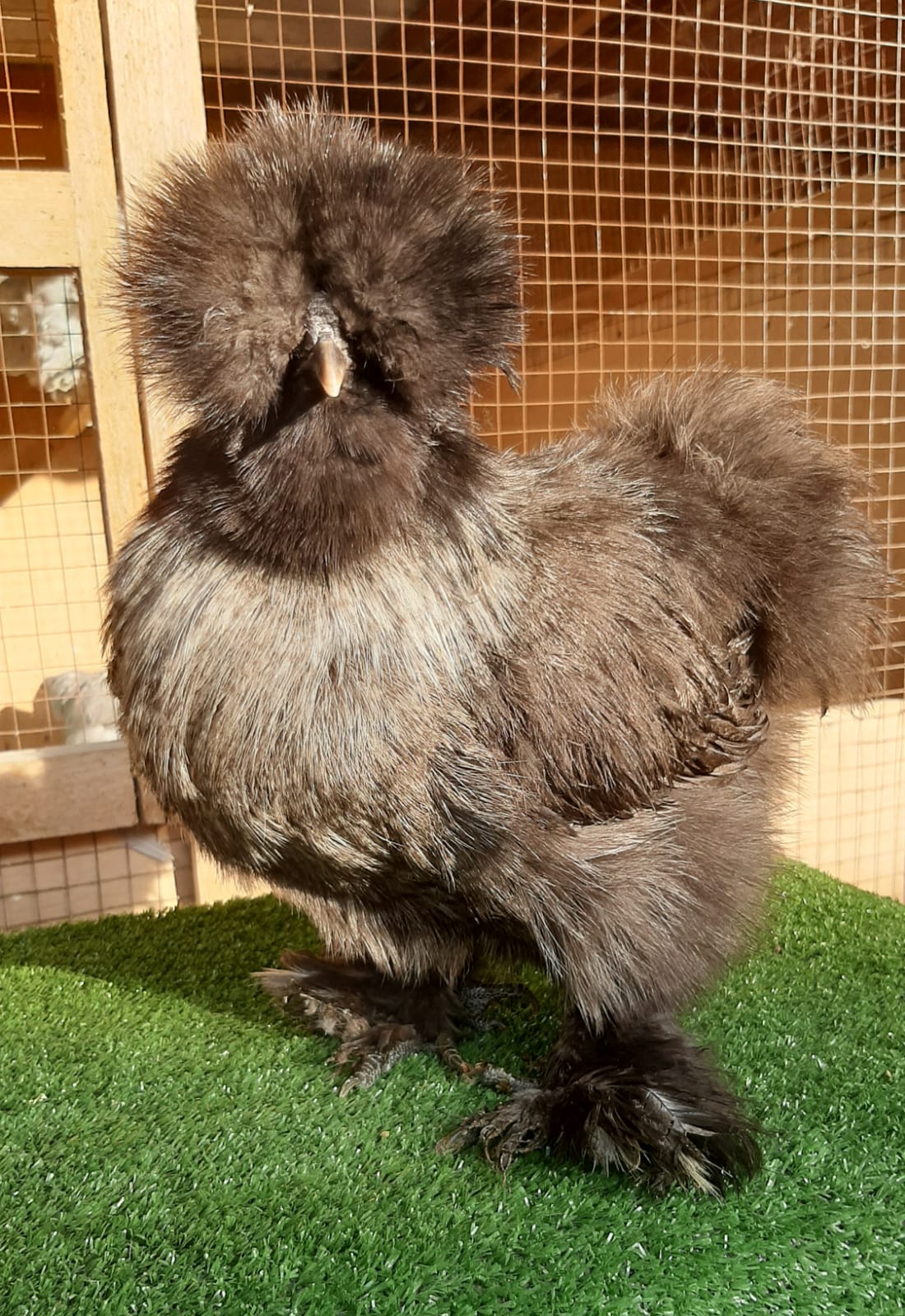 Bellas razas de gallos y gallinas para exhibición