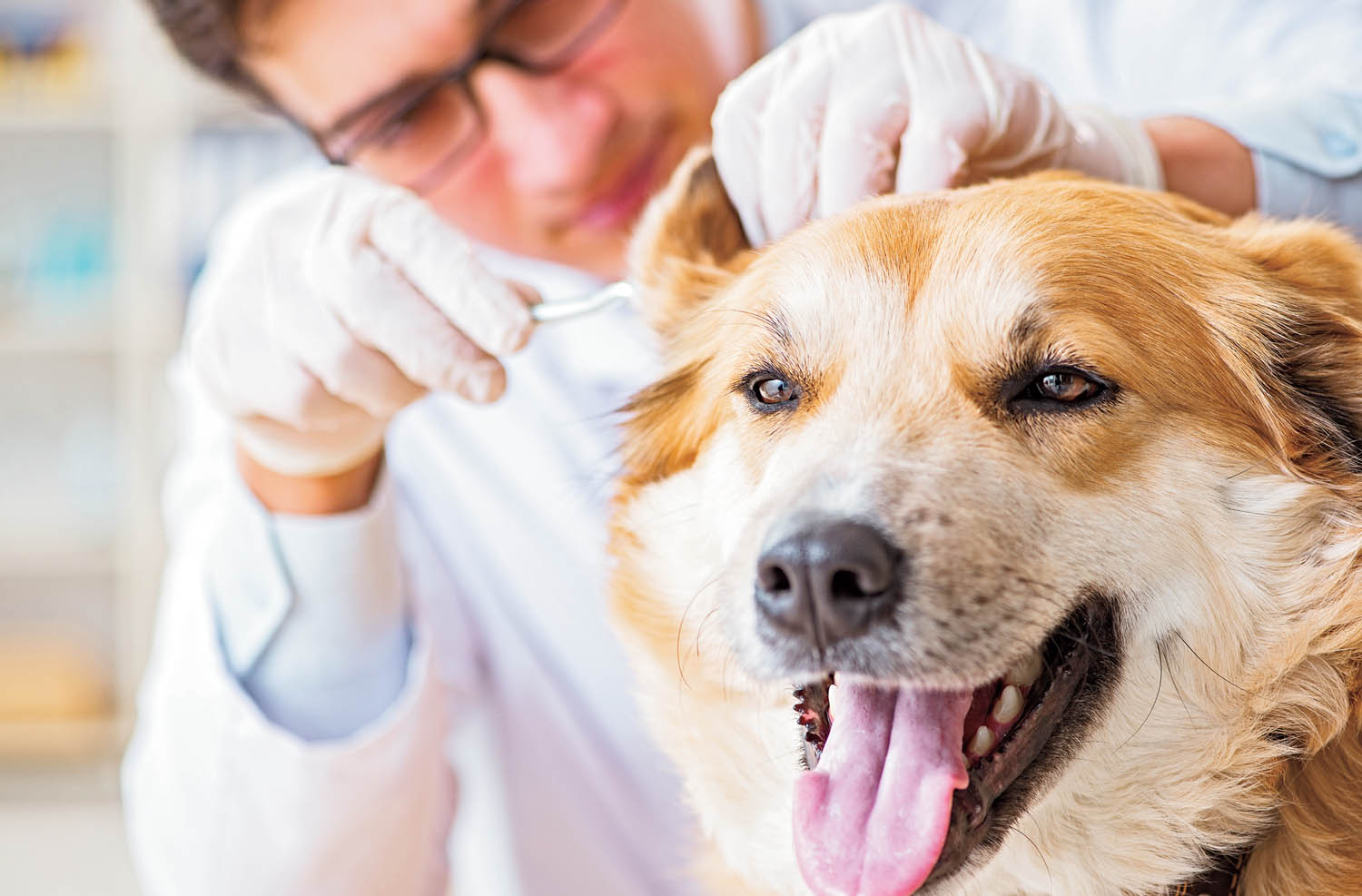 ¿Por qué es tan necesario el chequeo anual para mi mascota?