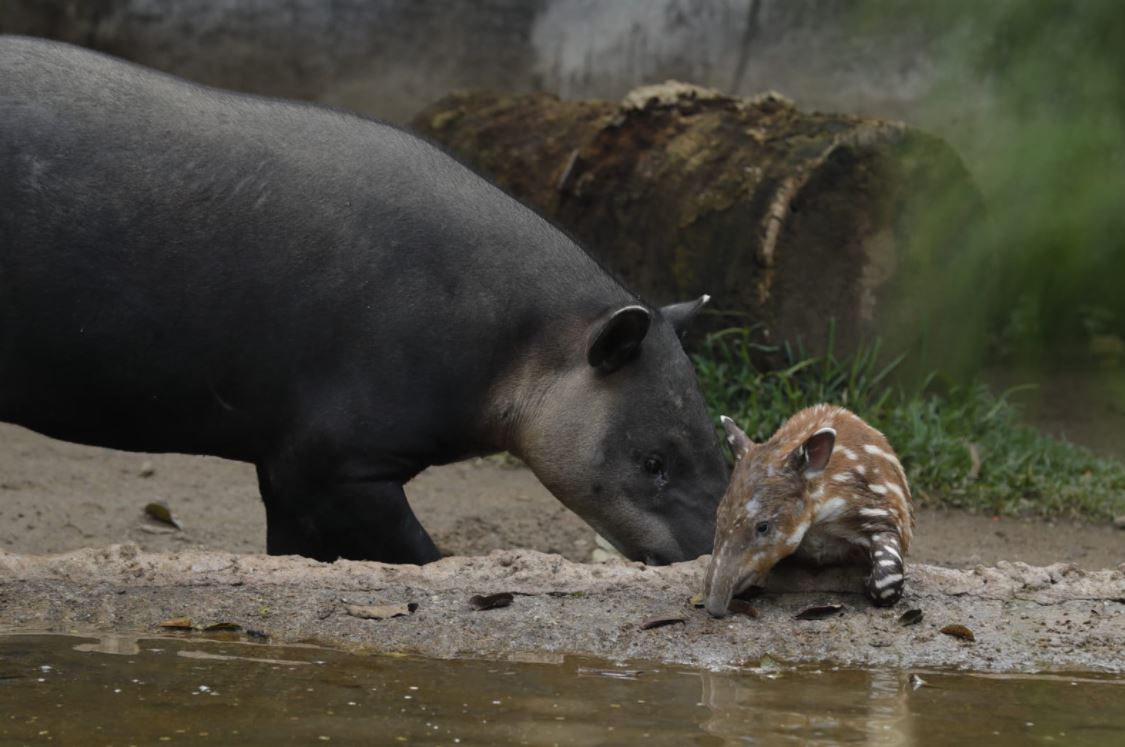 Zoológico La Aurora presenta la nueva cría de tapir, la primera nacida ...