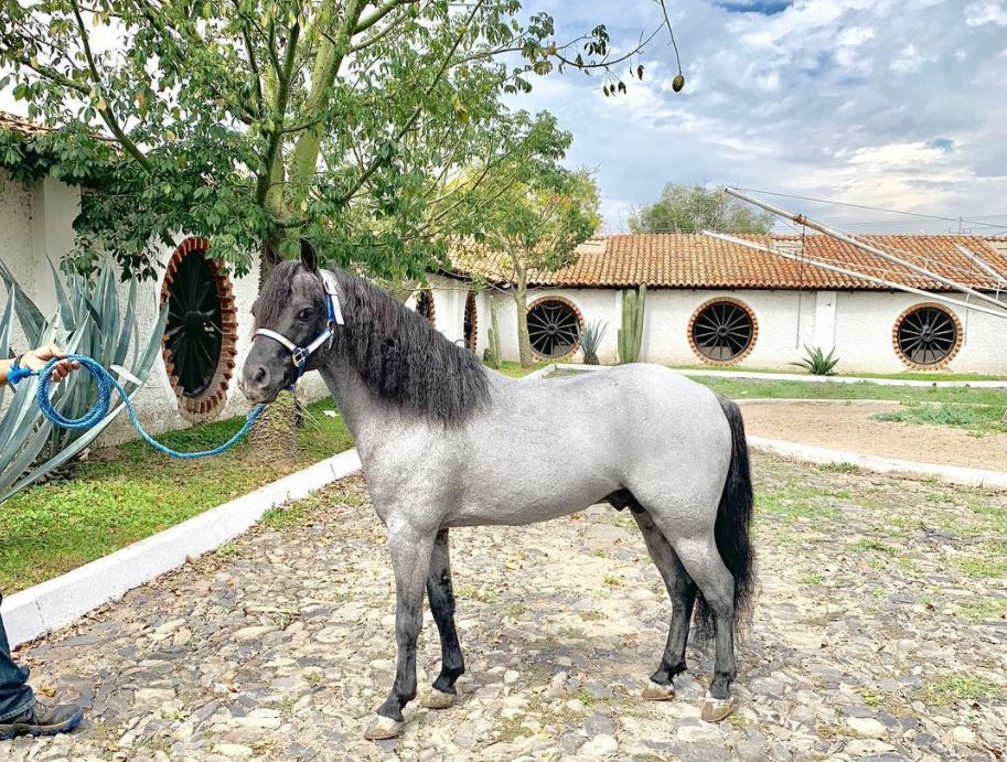 Vicente Fernández: así es el rancho Los Tres Potrillos, un ícono ...