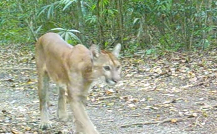 Jaguar, puma y tapir: Los impresionantes videos que muestran la ...