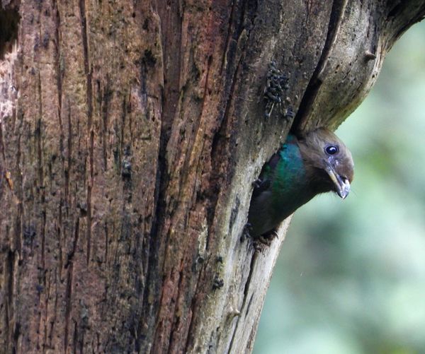 Fotografías: Captan familia de quetzales que llevan alimento a su cría ...