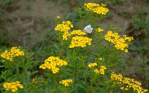 El legado ancestral de la salud maya: plantas medicinales