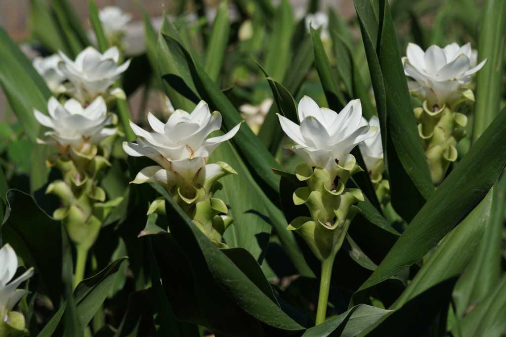 El legado ancestral de la salud maya: plantas medicinales