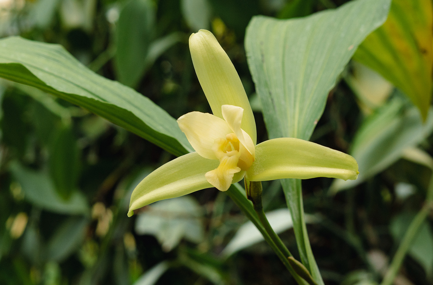 ¡Descubren nueva flor en Guatemala! Su nombre: "Flor de Cayalá"