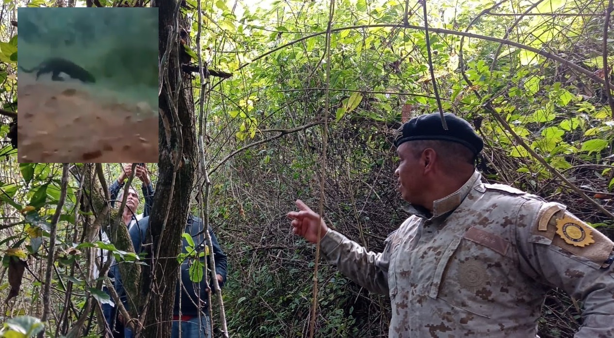 Pantera en Mixco: Diprona brinda más detalles del video del supuesto ...