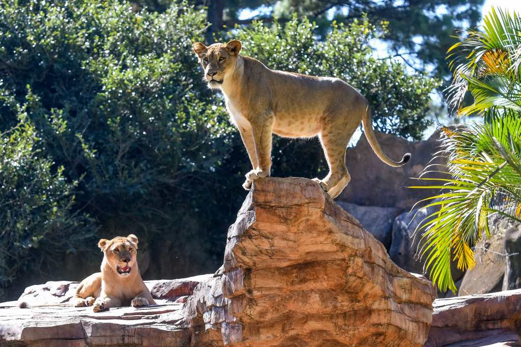 Nuevo Recinto De Los Leones Del Zoológico La Aurora