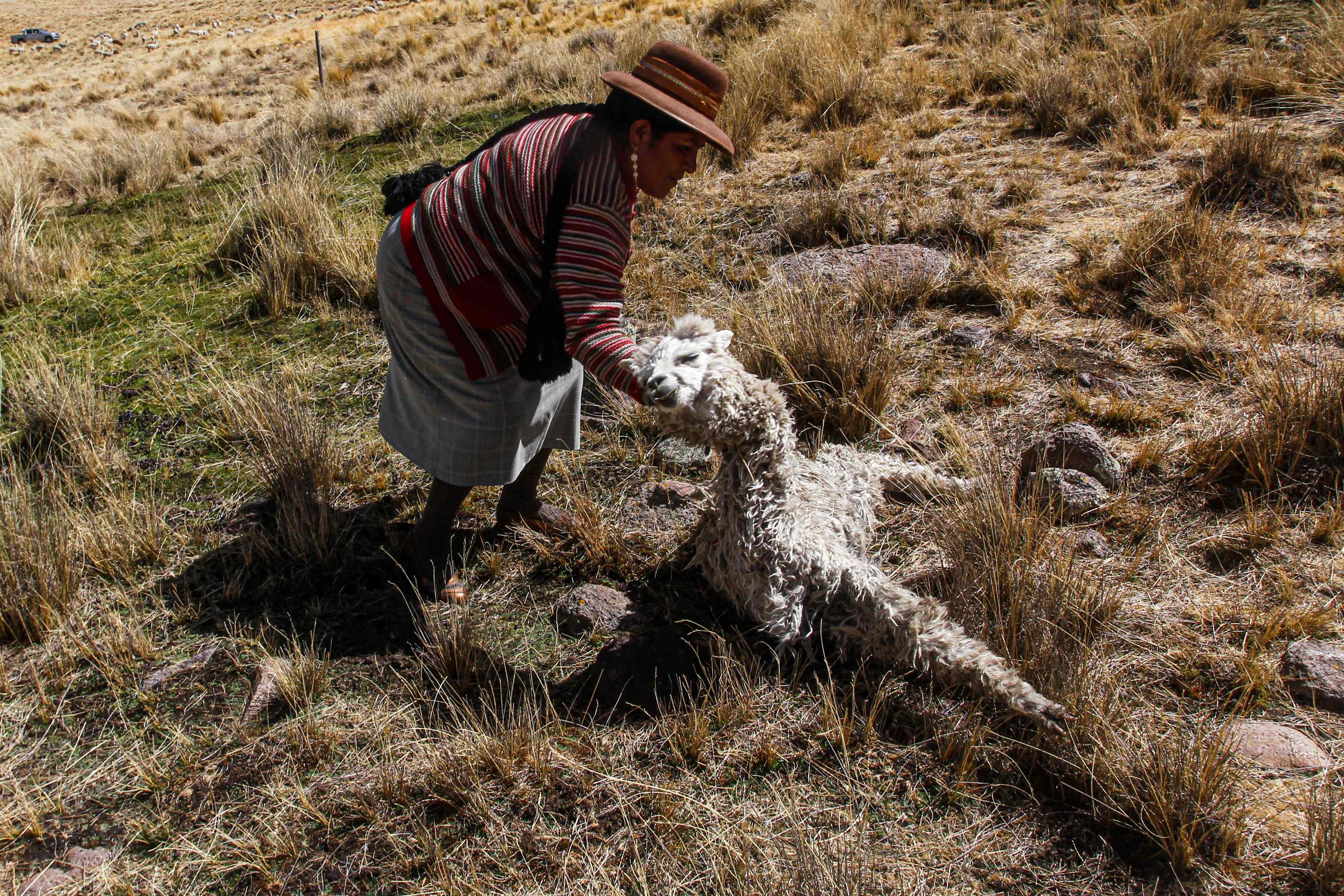 Sequía en Andes peruanos provoca muerte de alpacas y obliga a declarar ...