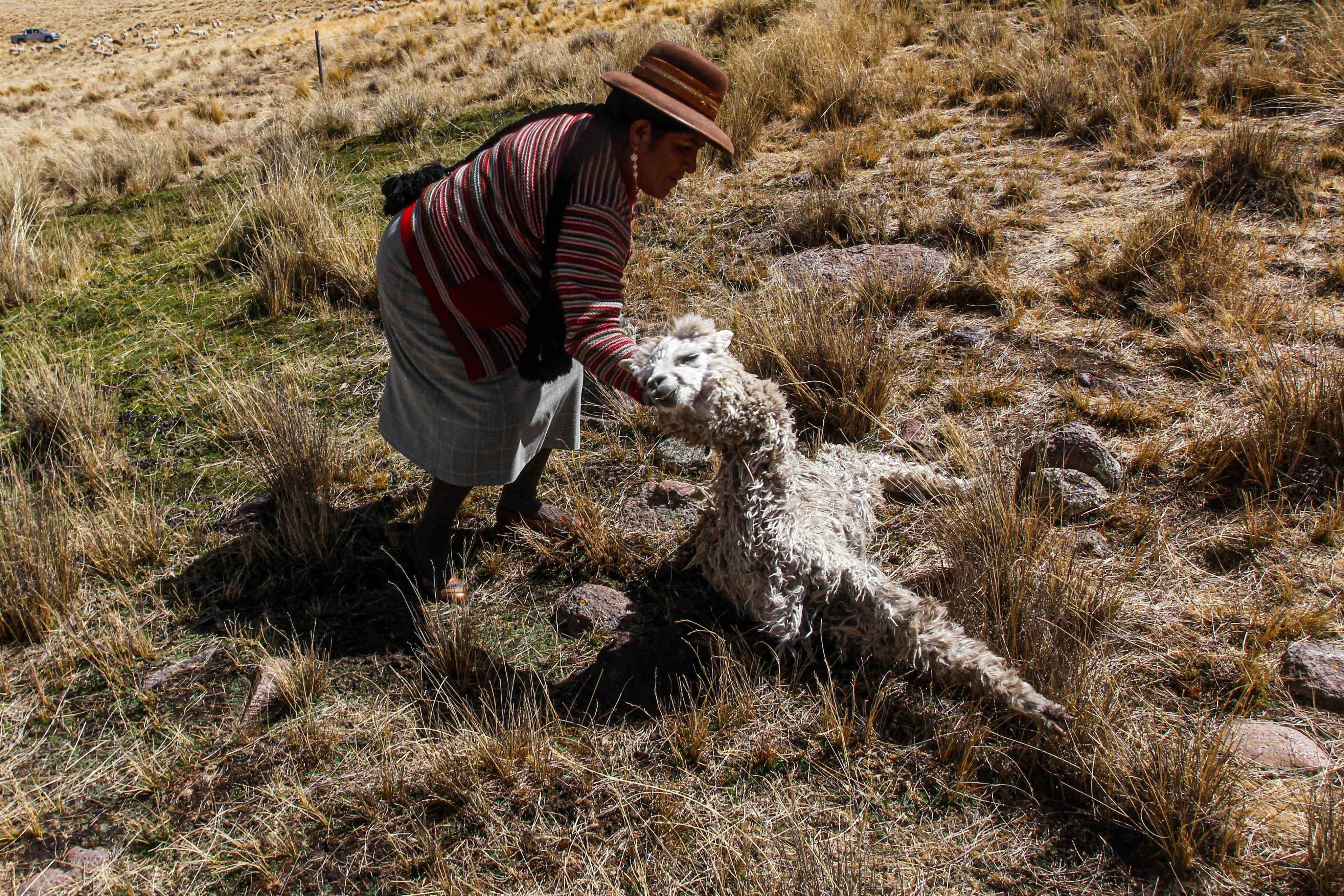 Sequía en Andes peruanos provoca muerte de alpacas y obliga a declarar ...