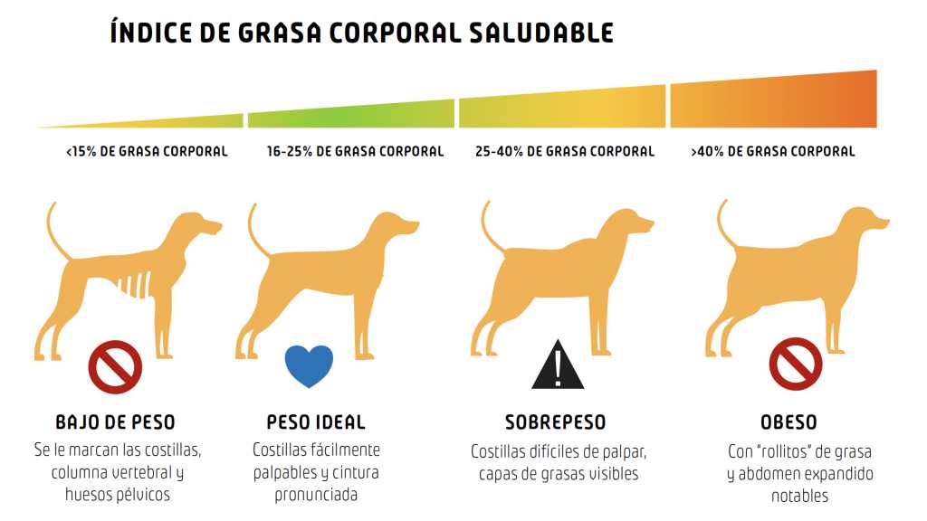 Barriga llena, corazón contento… ¿Nutres bien a tu perro?