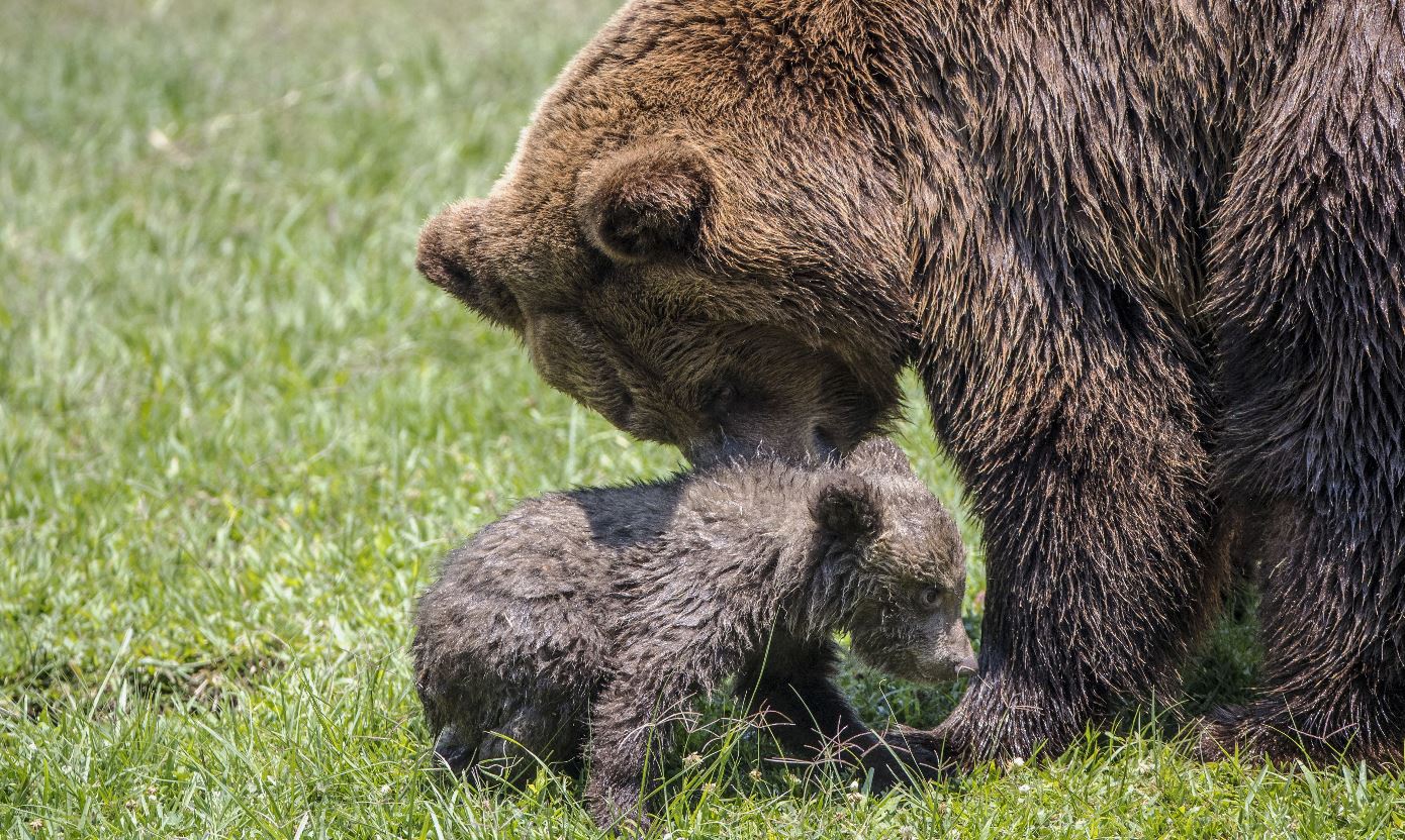 Es la segunda hija de Polina: Zoológico La Aurora presenta a oso pardo ...