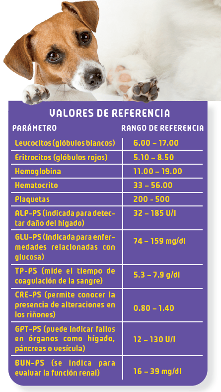 ¿Cuándo hacerle exámenes de sangre a tu perro?