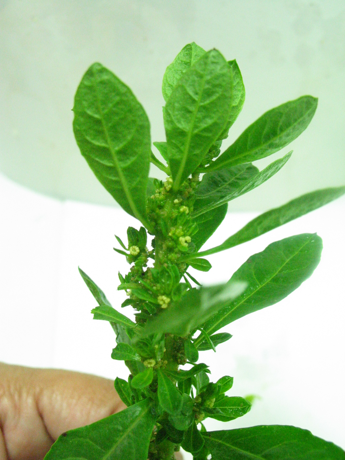 ¿Epazote o apazote?: Para qué sirve esta planta y cómo consumirla para ...
