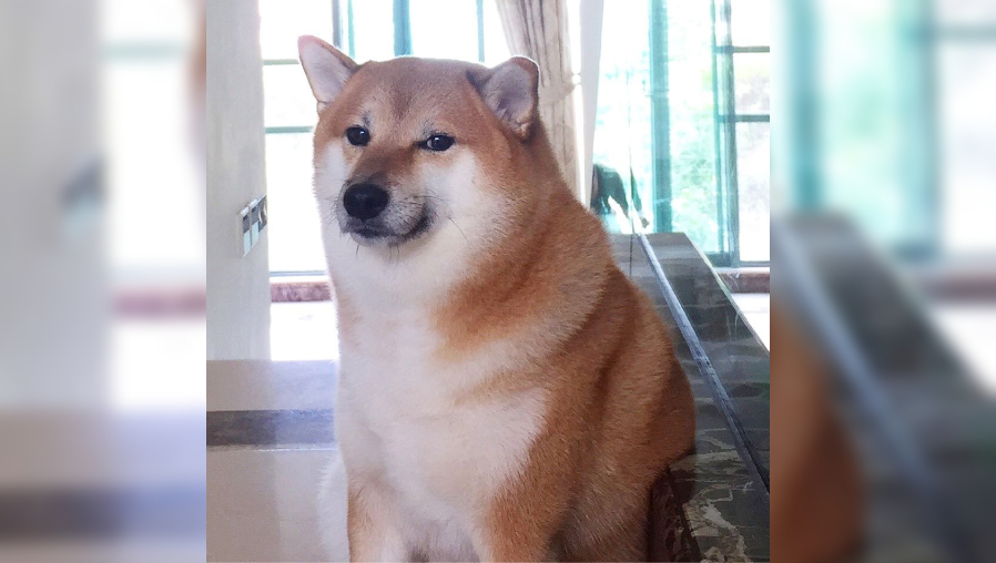 Cheems: El icónico perro protagonista de memes murió tras una cirugía y ...