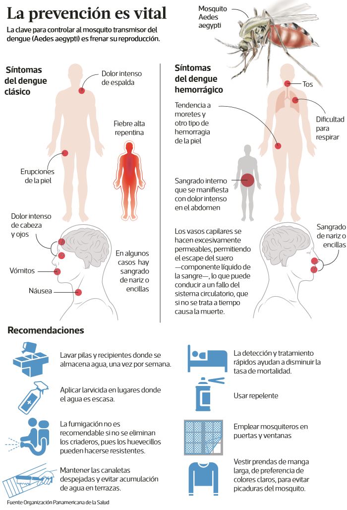 Cómo reconocer al mosquito del dengue por su tamaño, apariencia, comportamiento y otras ...