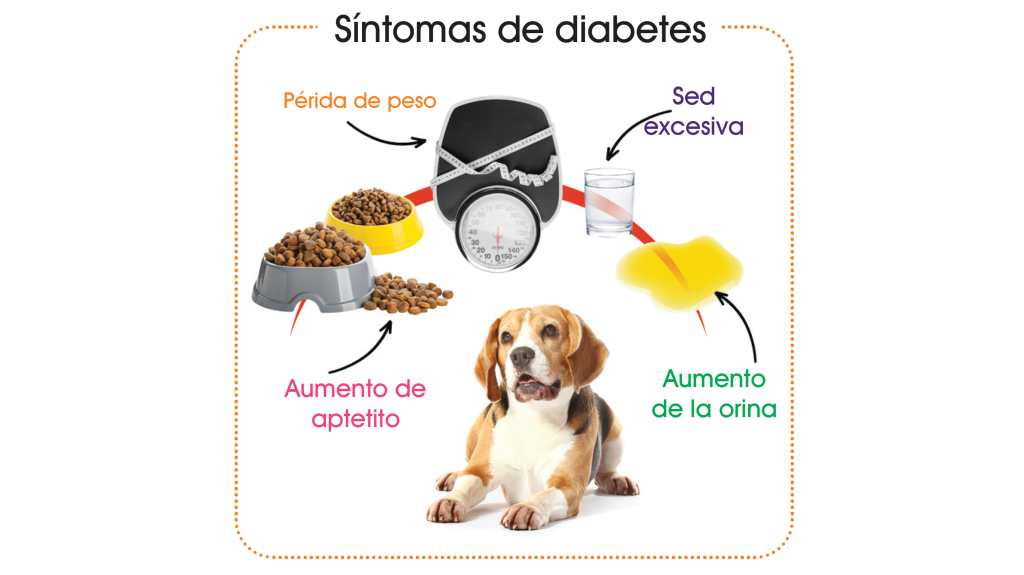 Los perros también pueden sufrir diabetes