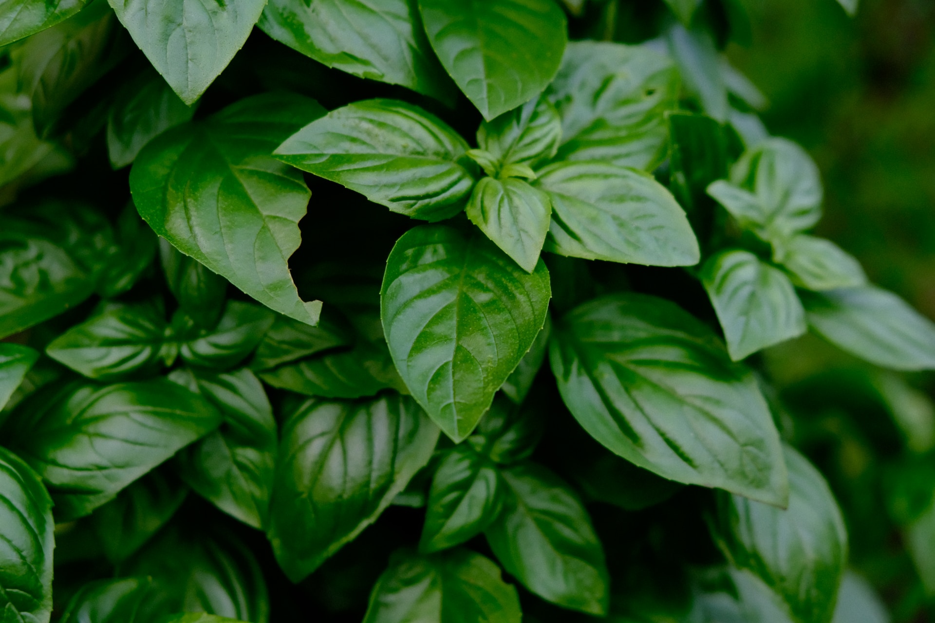 Albahaca: Qué es, para qué sirve y por qué es buena para los cólicos ...