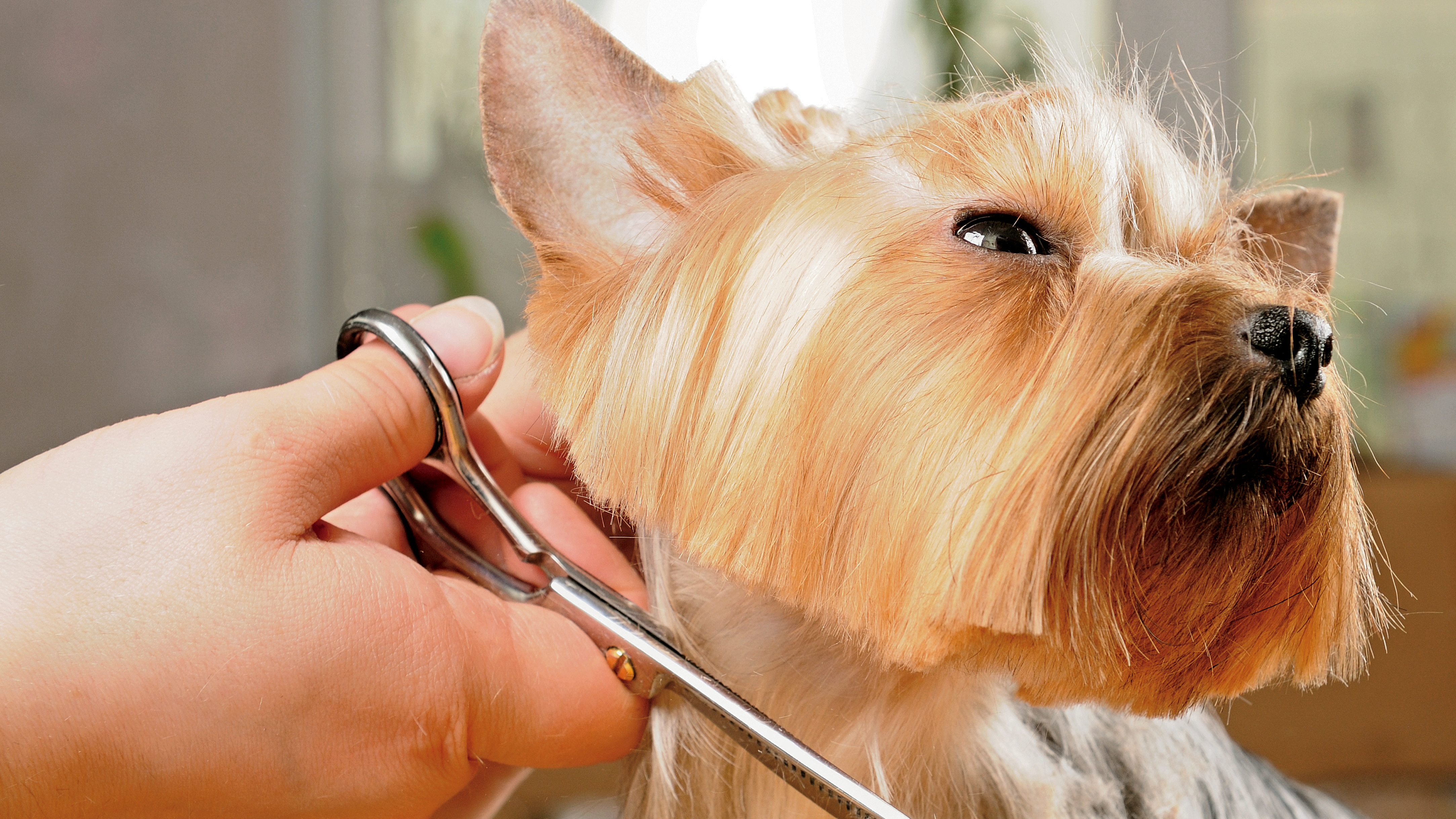 ¿Por qué se recomienda el grooming profesional?