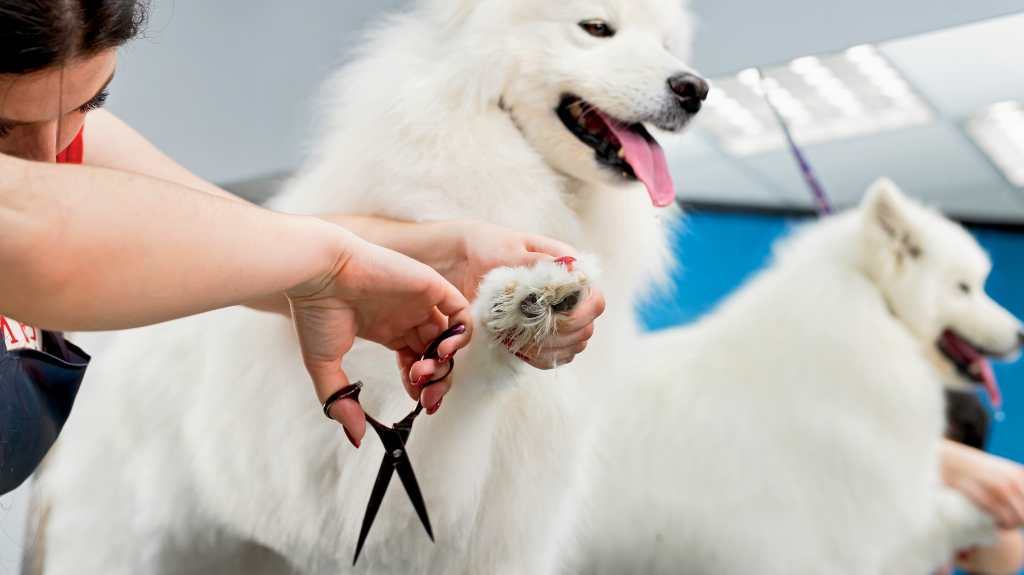 ¿Por qué se recomienda el grooming profesional?