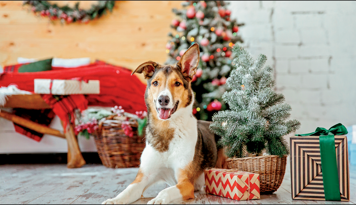 El regalo para tu mascota en esta Navidad