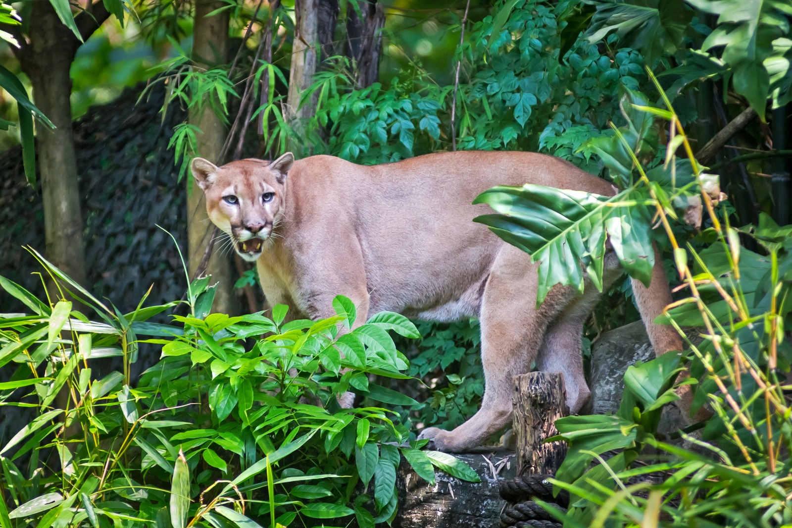 Captan a un puma en el Volcán de Agua