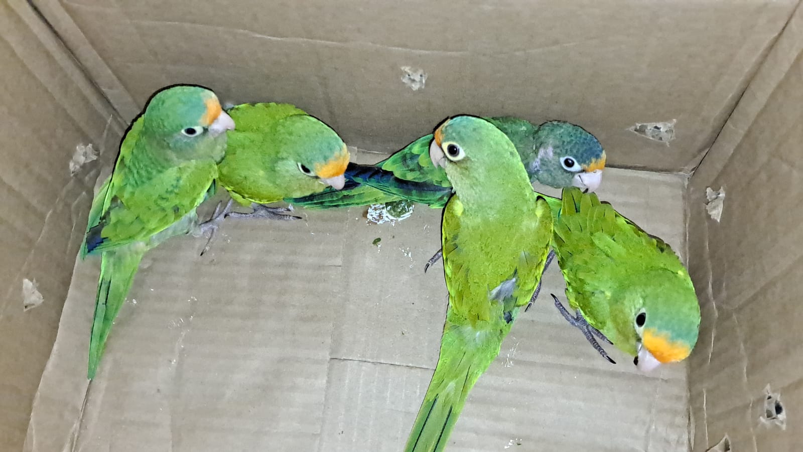 Mujer es capturada con cinco pericas en peligro de extinción y Q50 mil