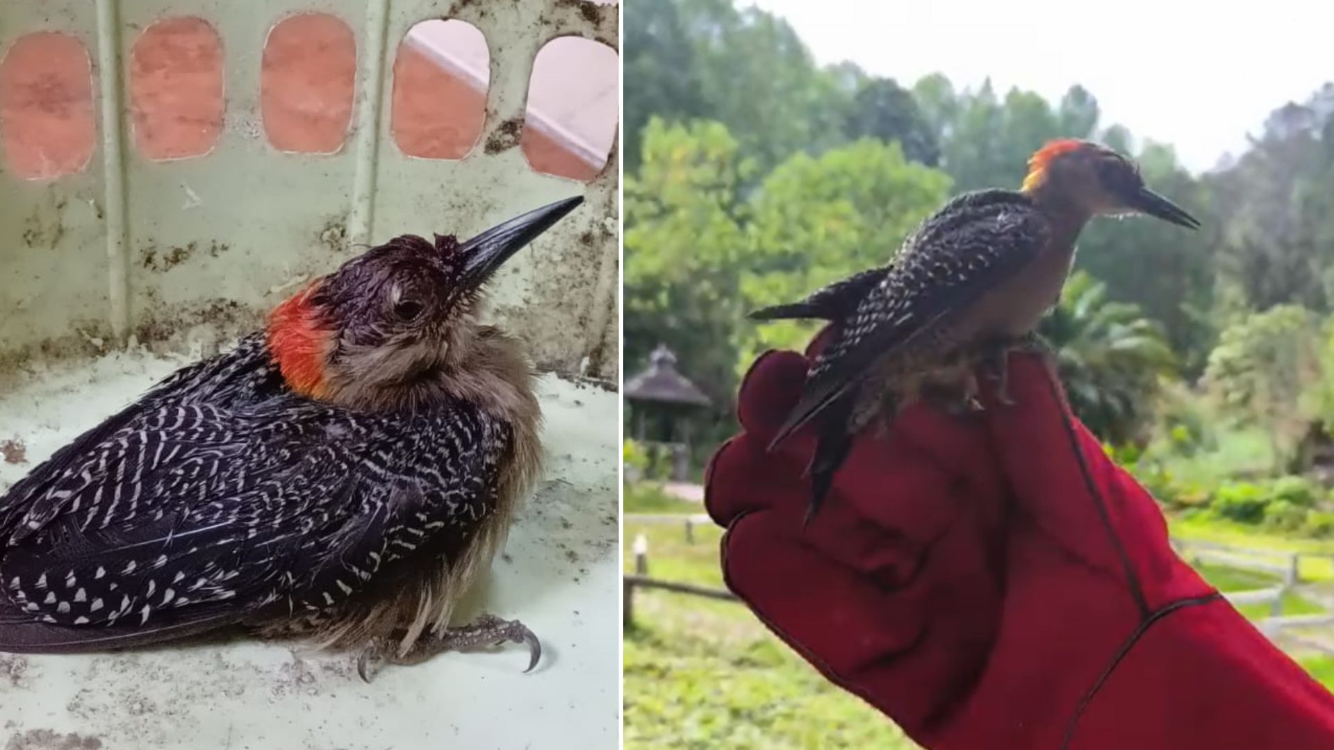 Rescatan y liberan un Pájaro Carpintero "Cheje" en Cobán