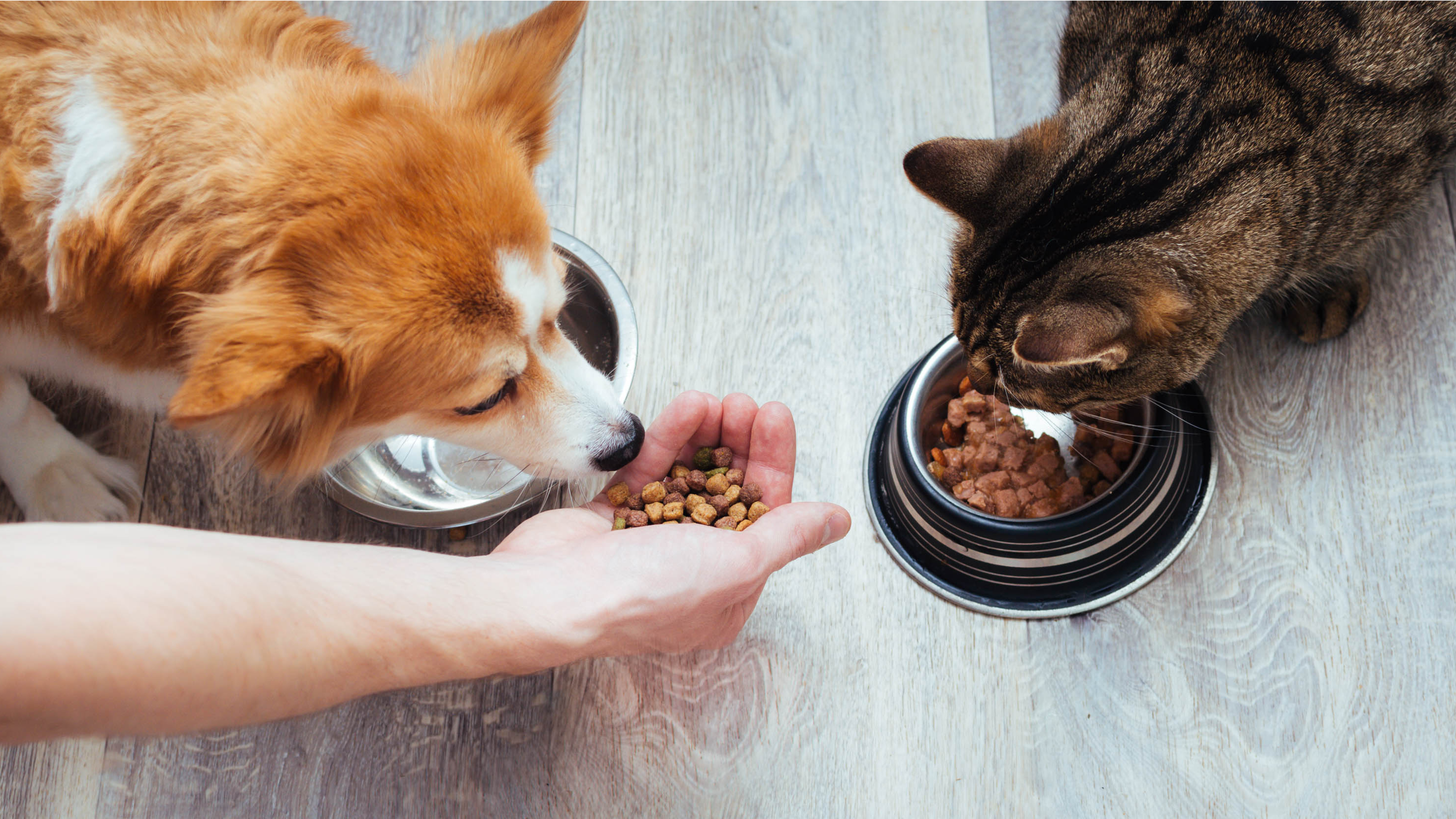 Alimentación húmeda versus seca, ¿cuál es la mejor?