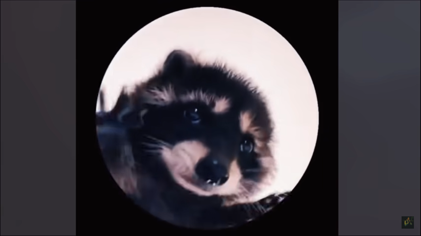 "Pedro, Pedro, Pedro": Esta es la historia del mapache que se convirtió ...