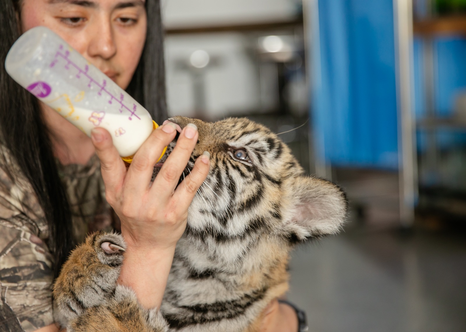¿Cuánto cuesta tener un tigre como mascota y dónde lo puedo registrar?