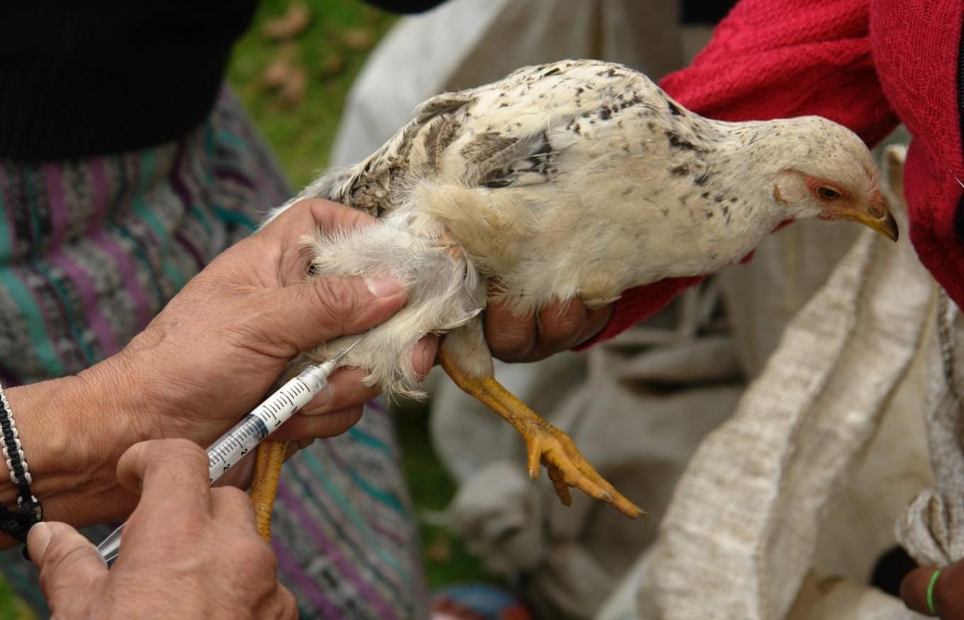 Gripe aviar en México: cómo afecta el virus H5N2 y qué se sabe del ...