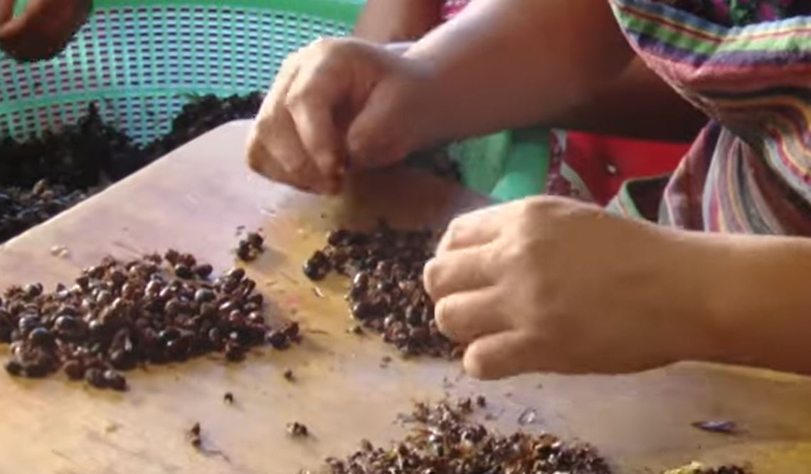 Zompopos de mayo, un exquisito platillo que es tradición en Guatemala