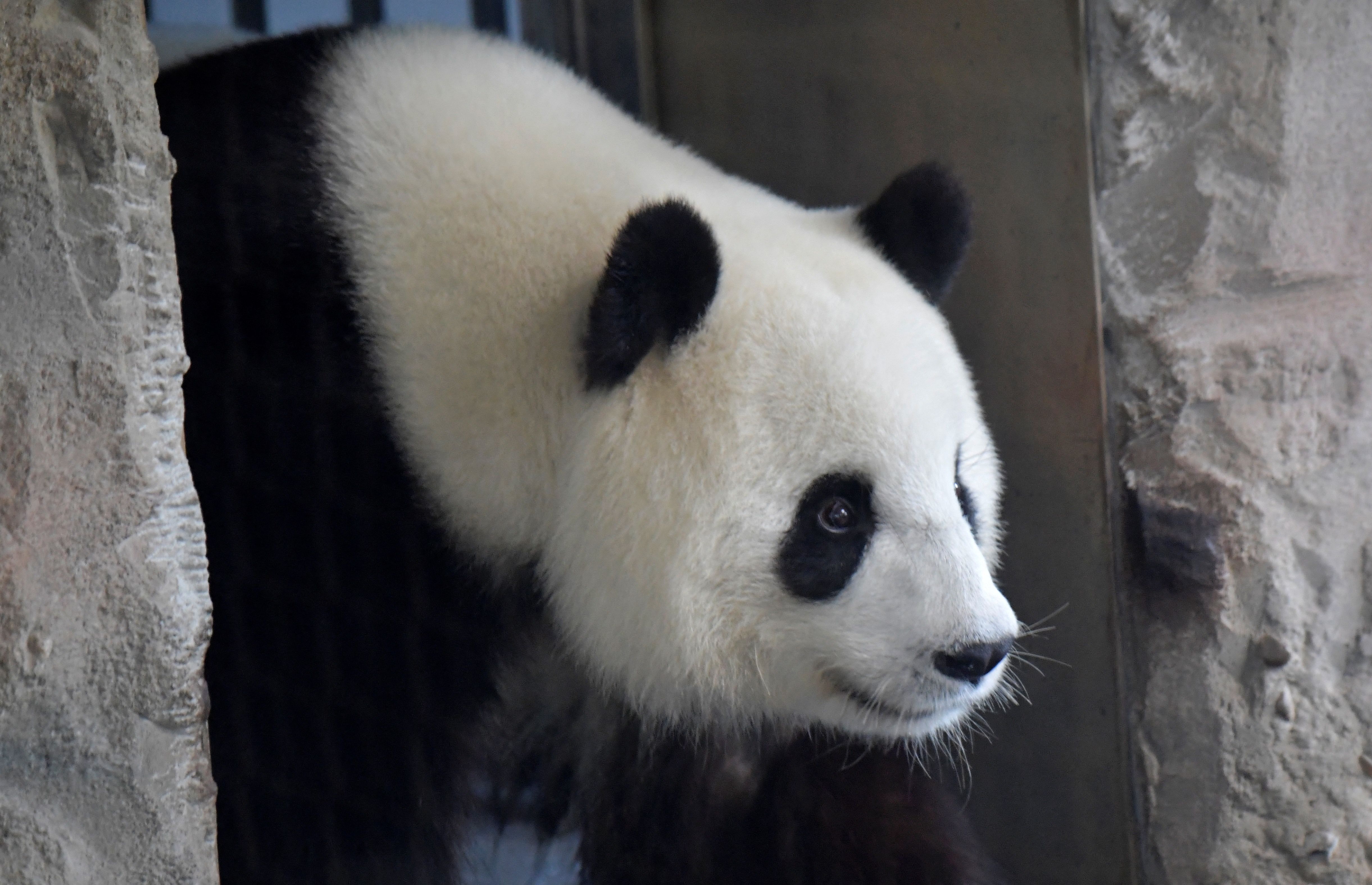 Dos pandas gigantes dejan China y son trasladados al Zoológico Nacional ...