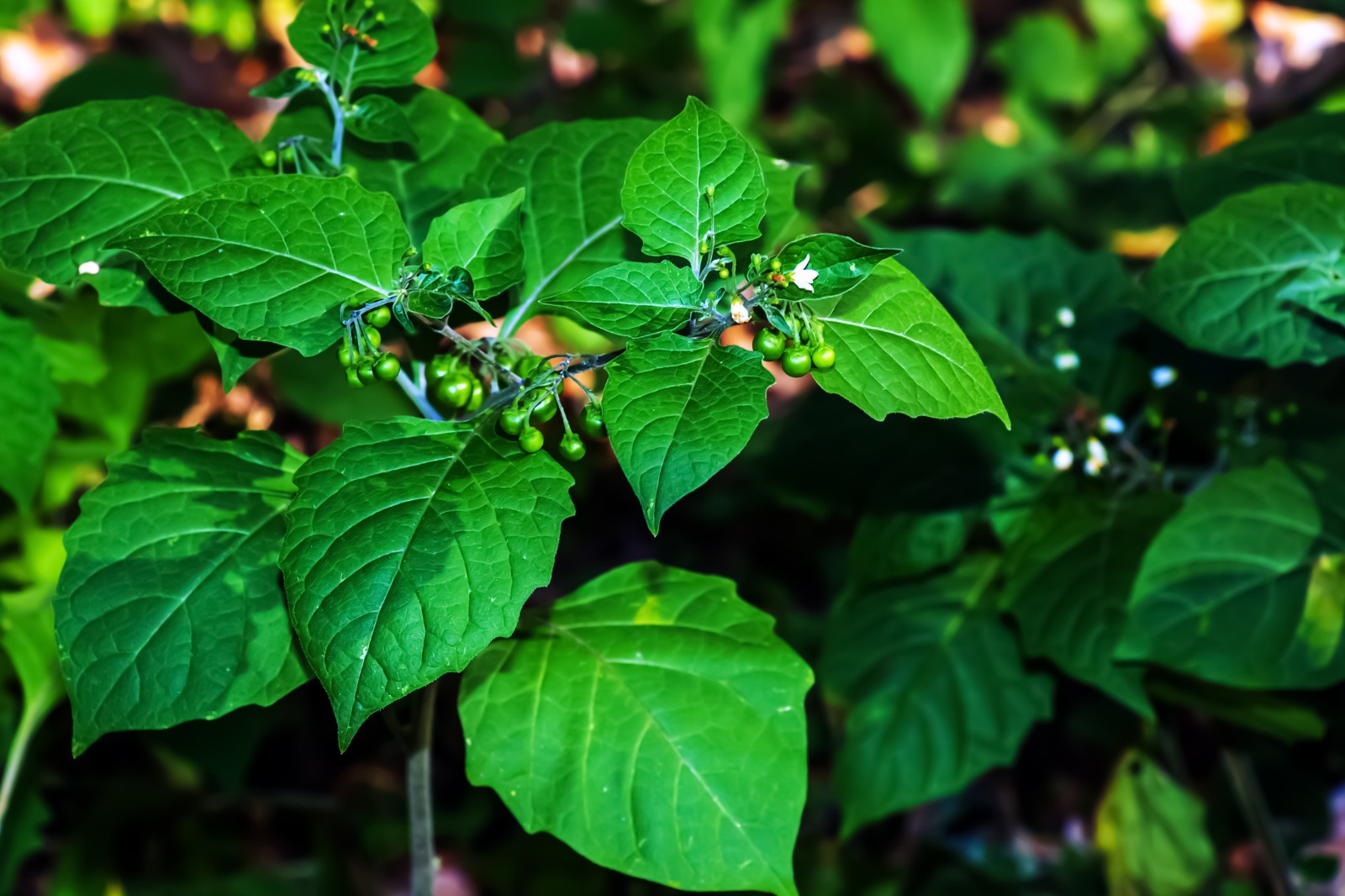 Para qué sirve el quilete y qué otros nombres recibe