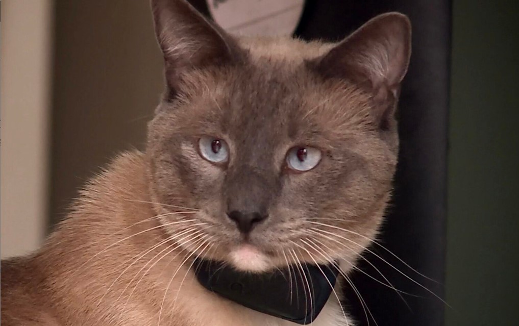 La insólita historia de un gato perdido que regresó a California tras ...