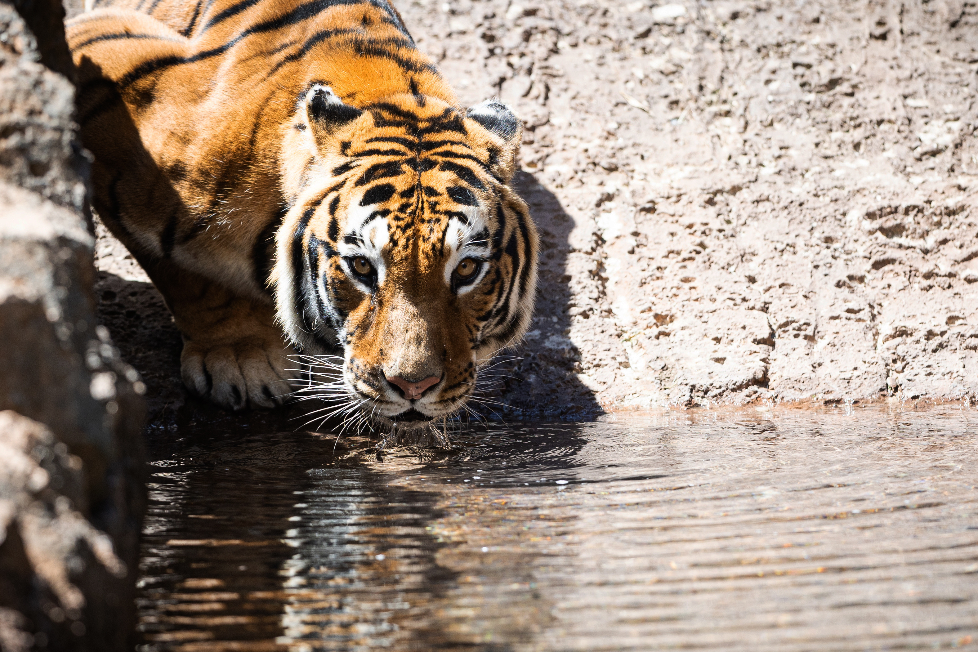 Kinder Zoo: el programa del Zoológico La Aurora que estimula el ...