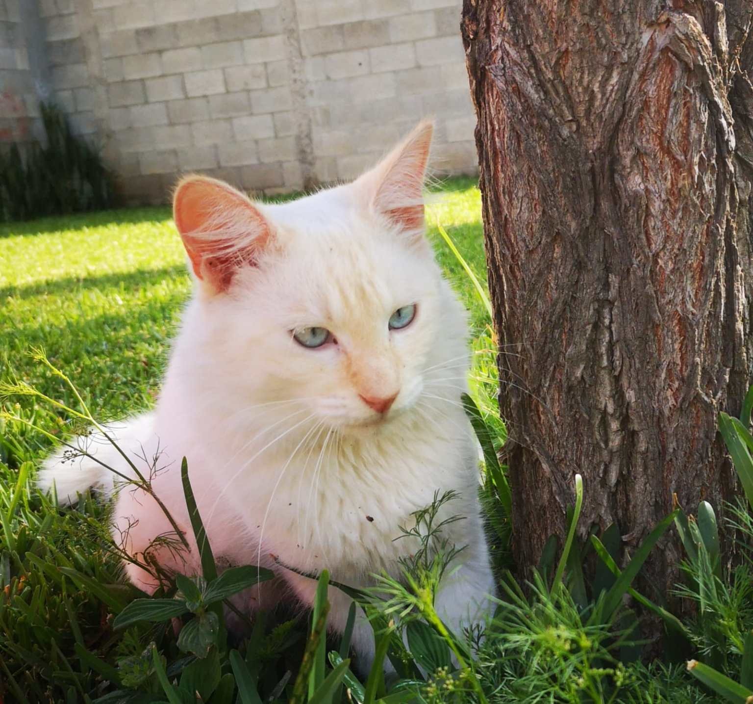 ¿Cuántos años vive un gato? Todo lo que debe saber sobre la esperanza ...