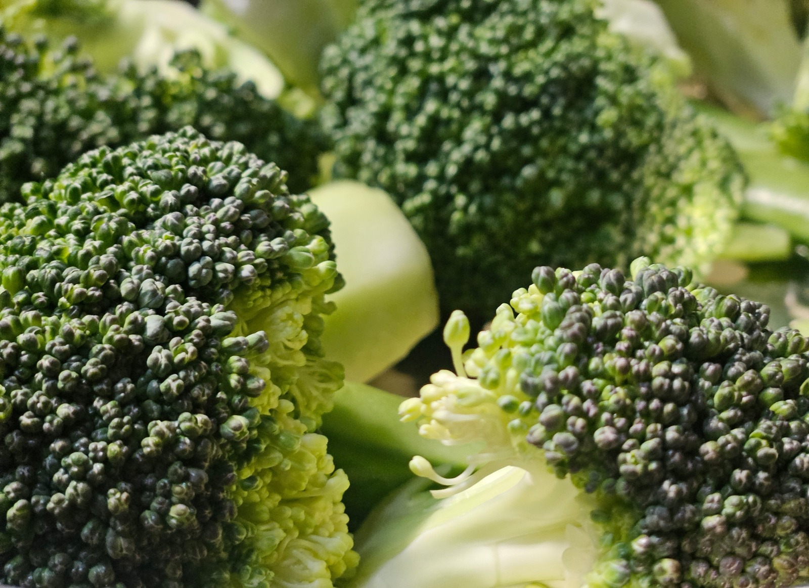 Qué tan saludable es el brócoli: el superalimento que fortalece los ...