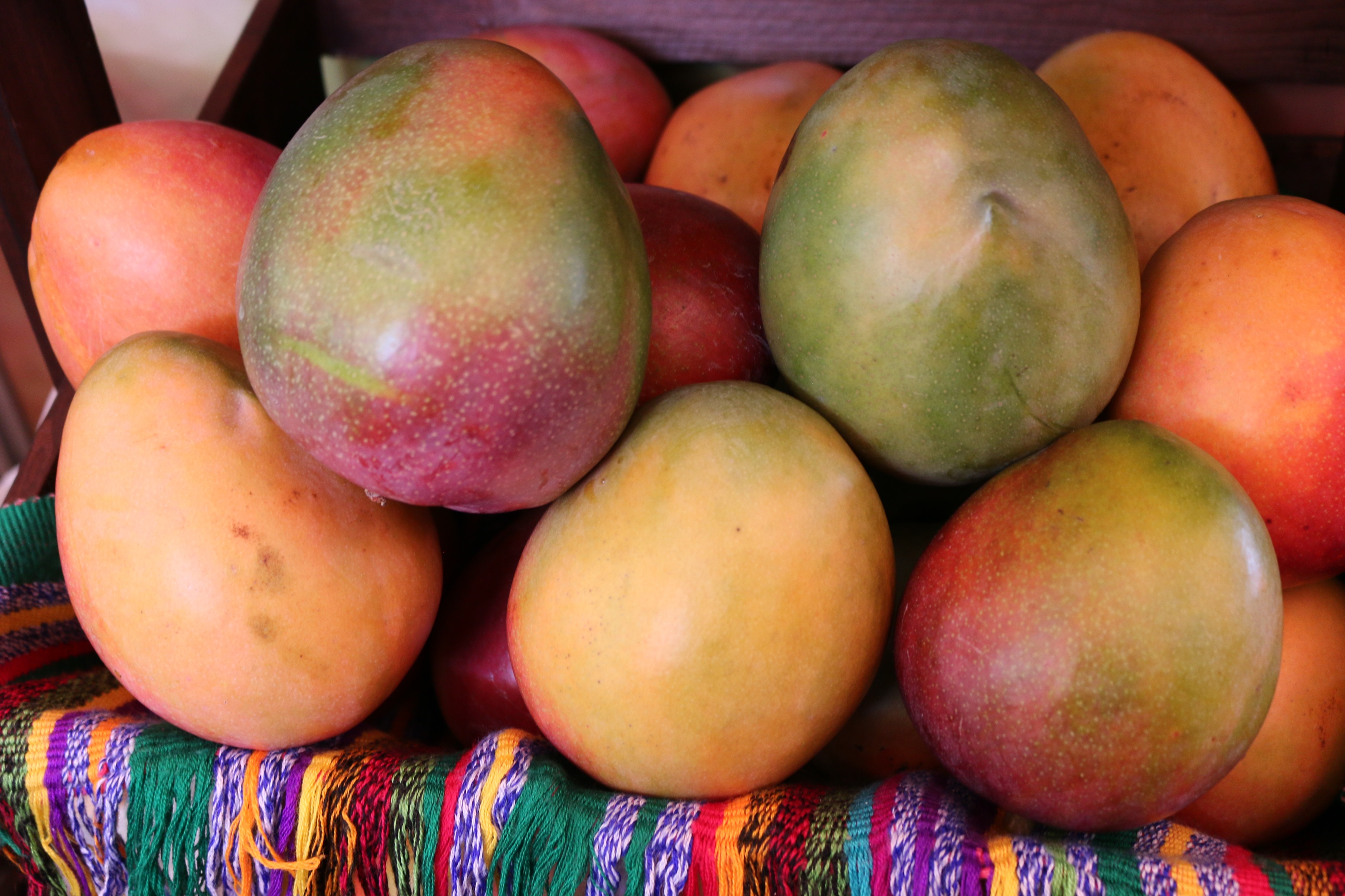 La temporada de mango empezó en Guatemala con una buena proyección en ...