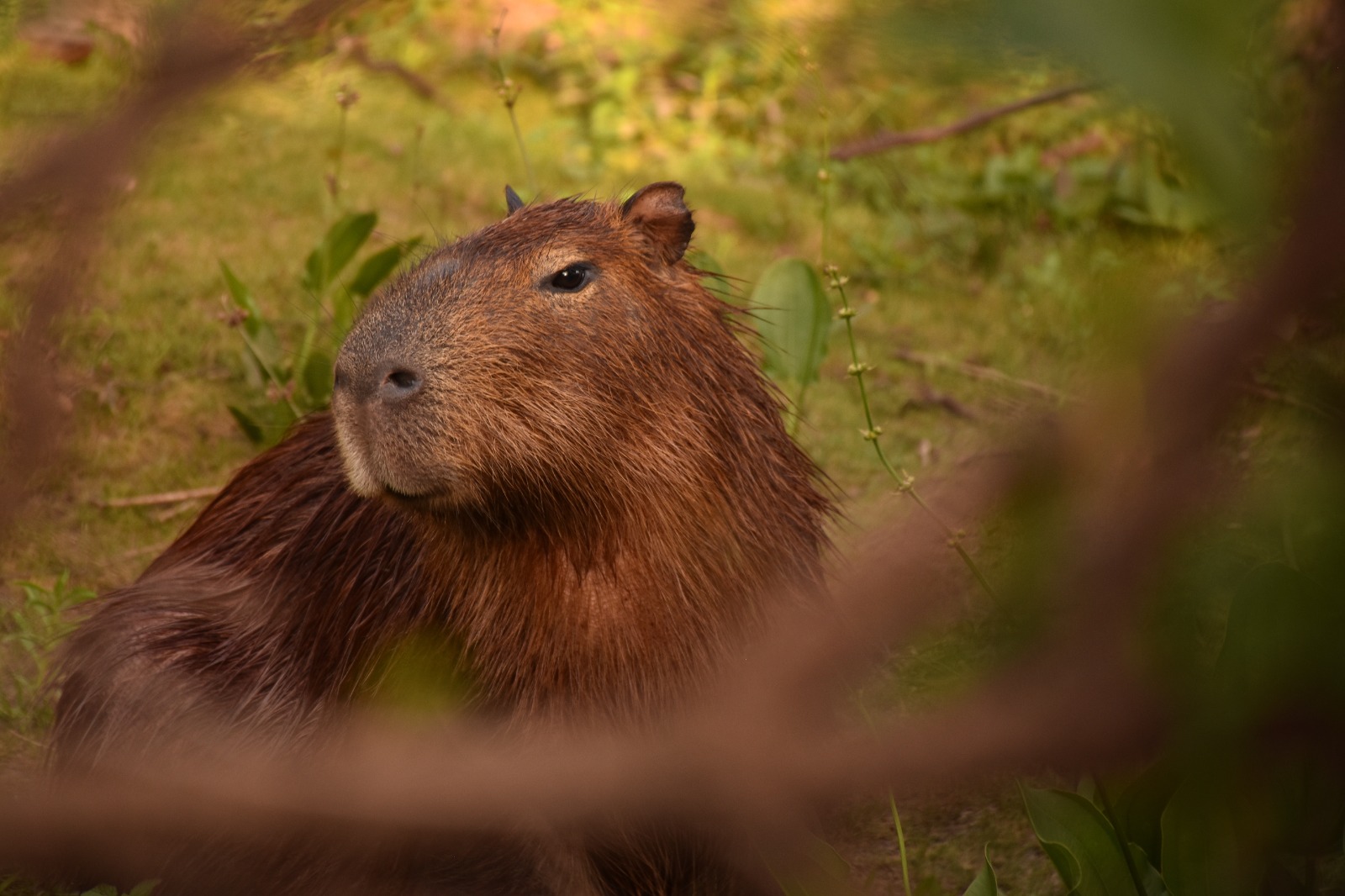 Fiebre capibara: Activa el modo capibara en WhatsApp y únete a la ...