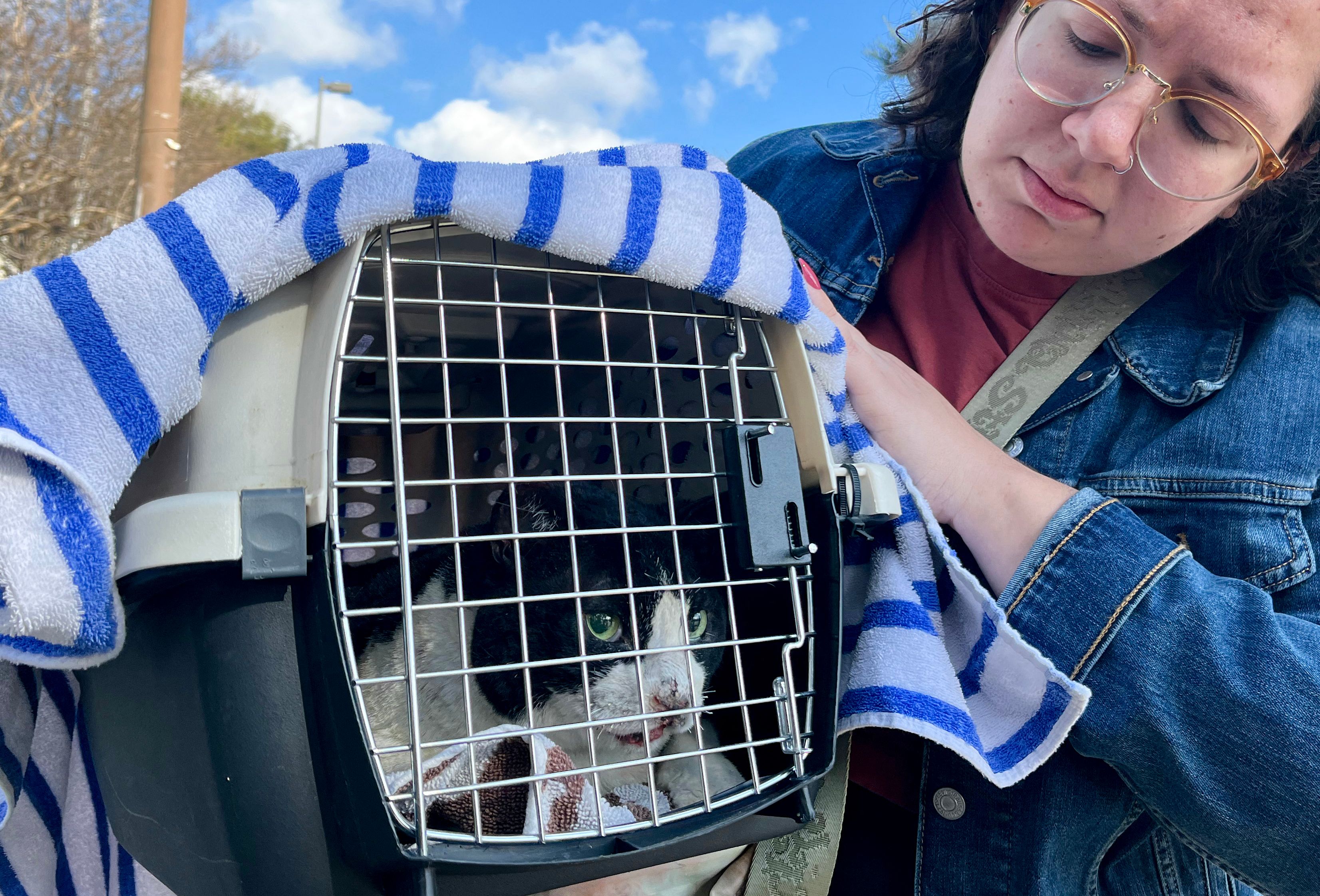 Happy Cat Sanctuary: Un hombre y más de 100 gatos mueren en el incendio ...