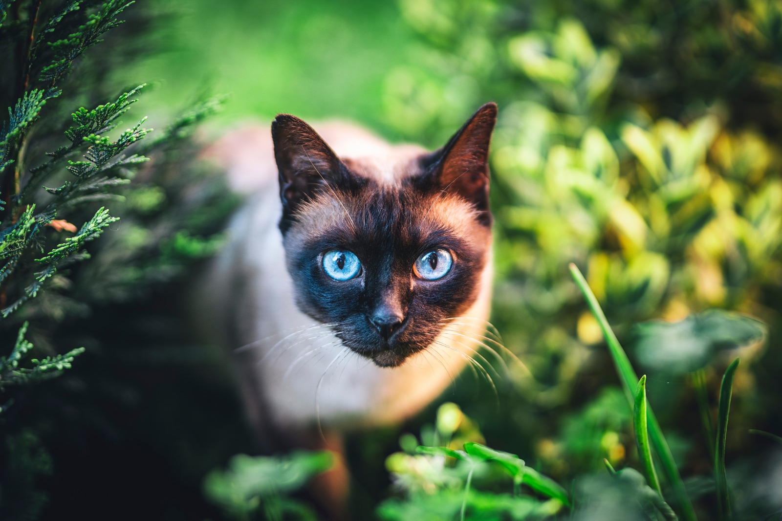 Místico, activo y apegado: así es el siamés