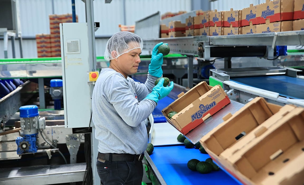 Abren la planta más grande de aguacate Hass y otras variedades en ...