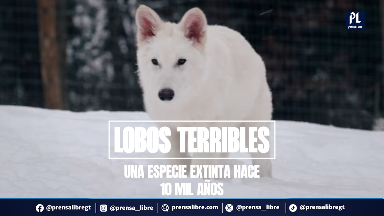 El aullido de los lobos terribles; con ingeniería genética reviven ...