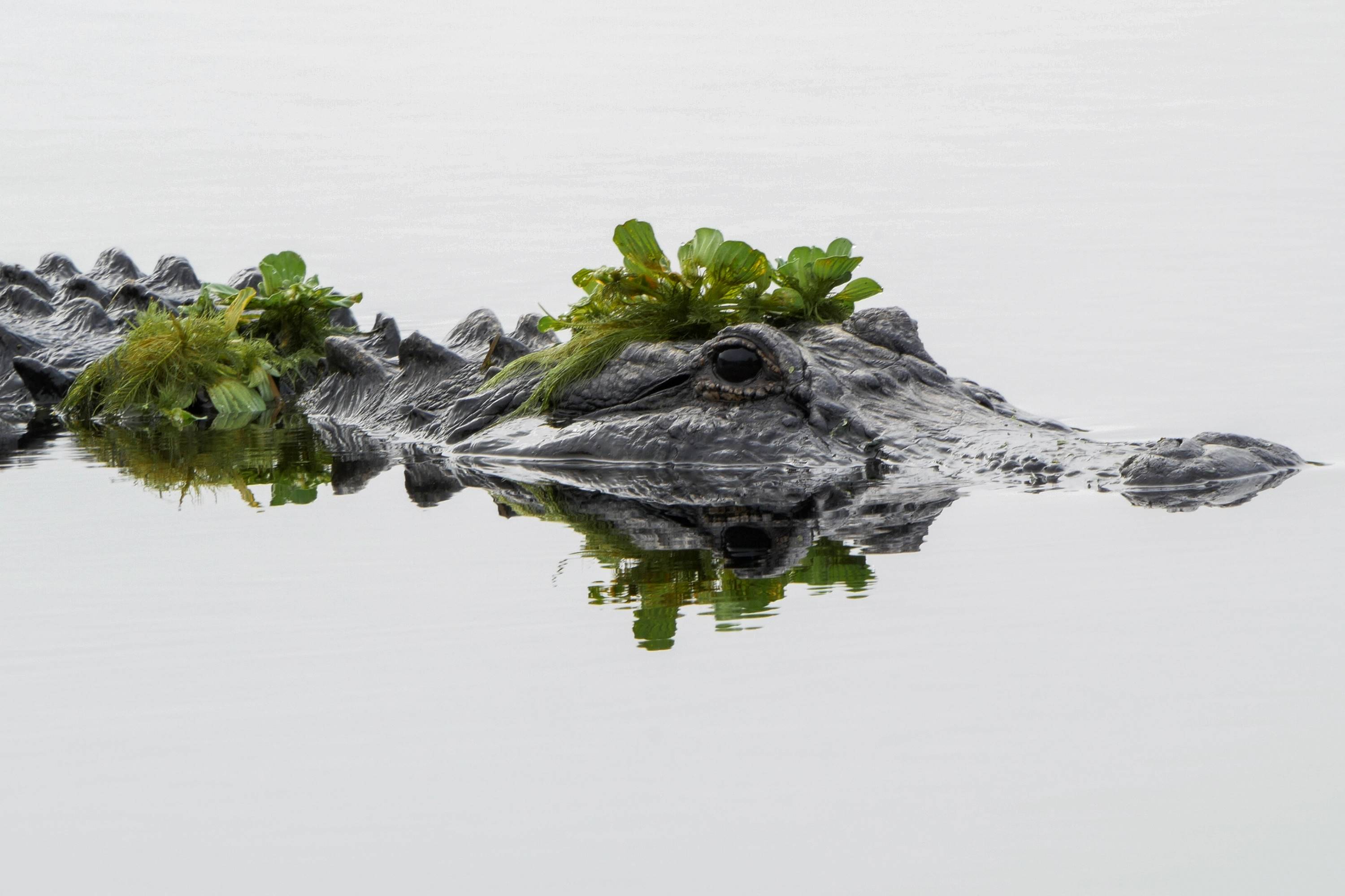 Inicia la construcción de "Alligator Alcatraz", una megaprisión para ...
