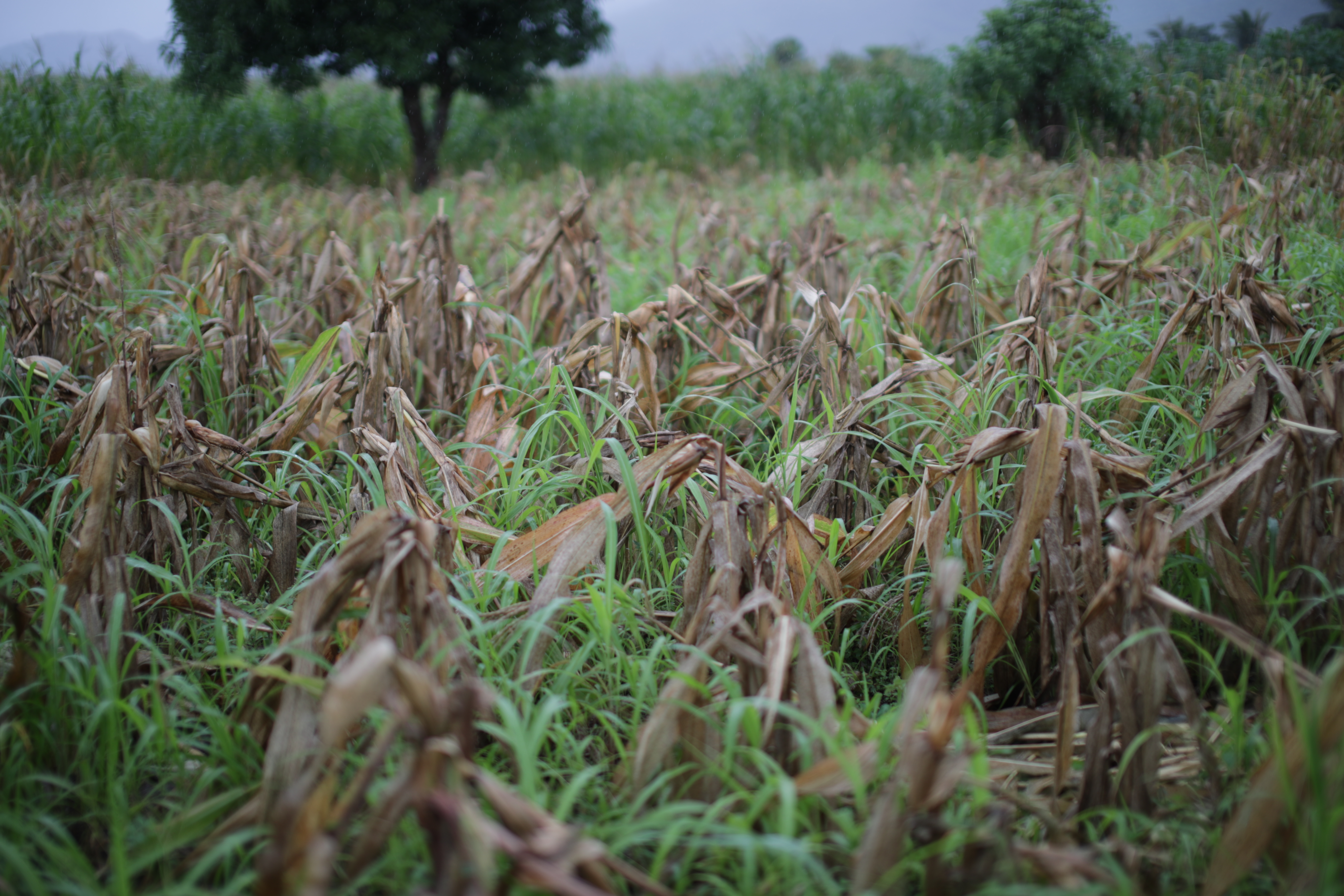 Estos son los catorce cultivos que están en riesgo por posible exceso ...