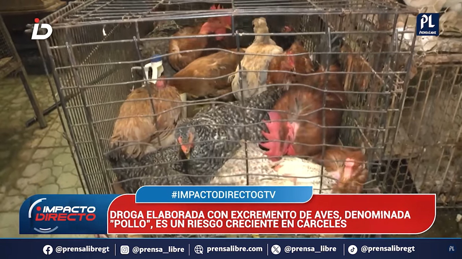 “Droga del pollo” alarma por su uso en cárceles y riesgo en sectores ...