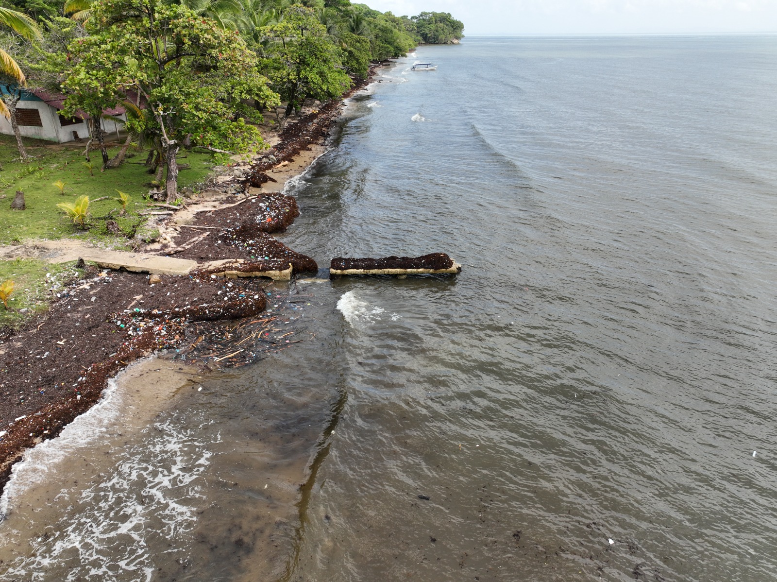 Presencia de alga conocida como "sargazo" afecta playas del Caribe guatemalteco